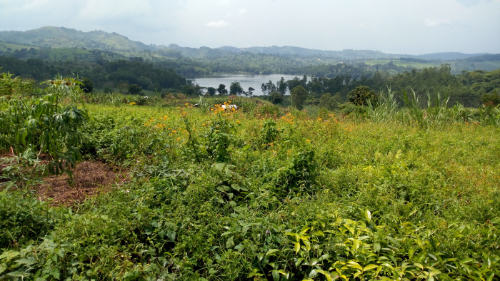 3 acres of Lake View land for sale in Fort Portal. » Uganda Real Estate ...